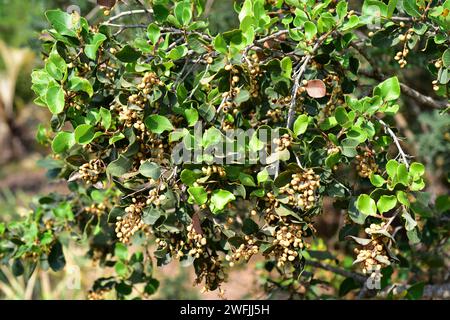 Litre tree (Lithraea caustica) is an evergrren allergenic tree endemic ...