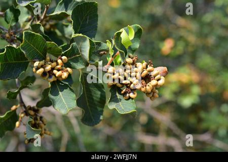 Litre tree (Lithraea caustica) is an evergrren allergenic tree endemic ...