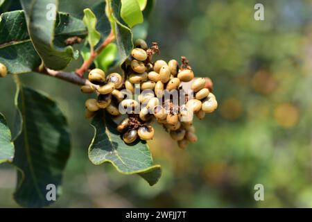Litre tree (Lithraea caustica) is an evergrren allergenic tree endemic ...