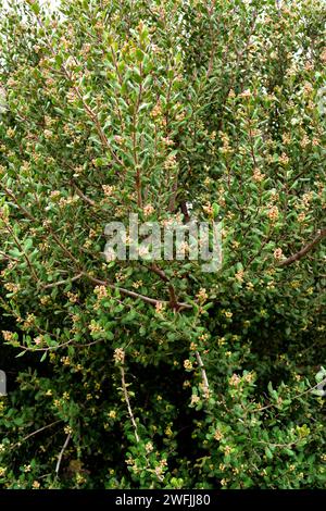 lemonade berry (Rhus integrifolia Stock Photo - Alamy