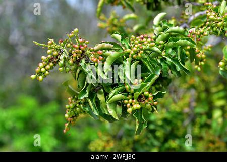 Molle chileno (Schinus latifolius) is an evergreen tree native to Chile ...