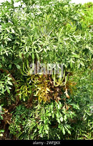 Cabbage tree (Cussonia spicata) is an evergreen tree native to southern ...