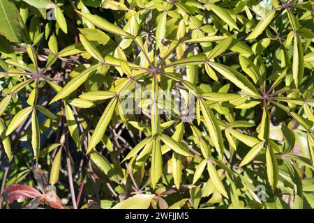 Cabbage tree (Cussonia spicata) is an evergreen tree native to southern ...