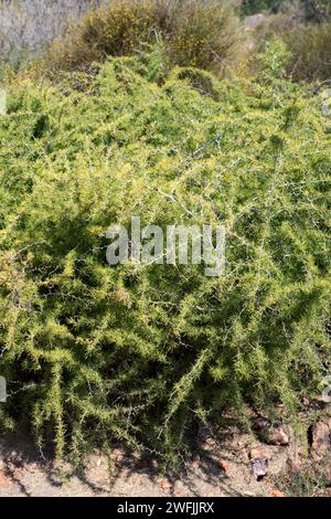 Esparraguera amarguera or esparraguera blanca (Asparagus albus) is a ...