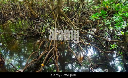 Mangrove trees jozani Forest Zanzibar Stock Photo - Alamy