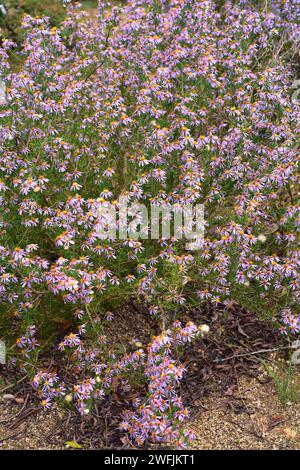 Fine-leaved felicia (Felicia filifolia) is an evergreen shrub native to ...