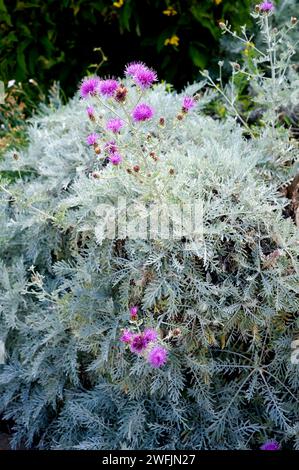 Pink knapweed (Psephellus pulcherrimus) is a perennial herb native to ...