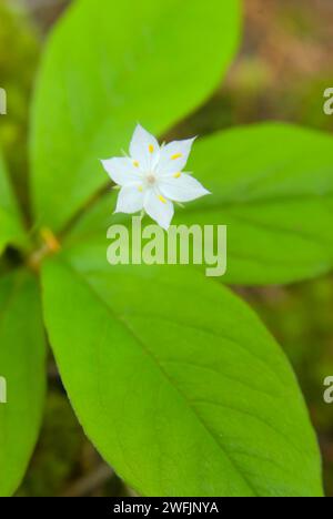 Arctic Starflower (Lysimachia europaea Stock Photo - Alamy