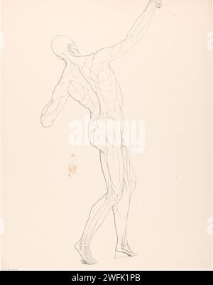 An écorché figure with left arm raised, seen from the left side. Line ...