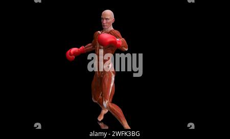 Abstract 3D anatomy of a man boxing Stock Photo - Alamy