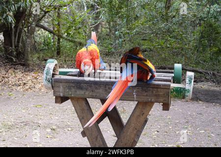 Scarlet macau the national bird of Honduras, Central America Stock ...