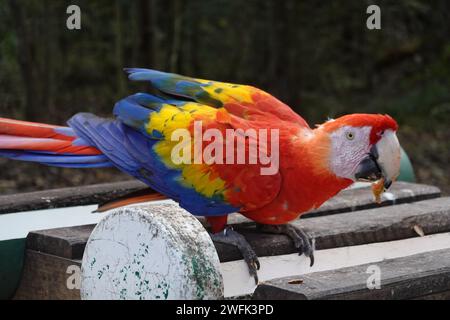Scarlet macau the national bird of Honduras, Central America Stock ...