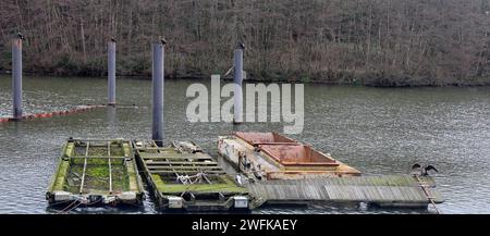 Five cormorants on posts and on decking, with derelict barges, river ...