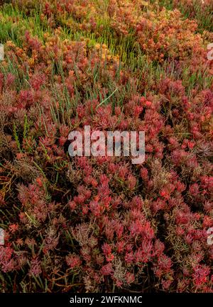 Austral seablite, Suaeda australis, and Beaded glasswort, Salicornia ...