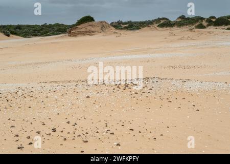Sand dunes alongside the Coorong lagoon, with shell midden or shell ...