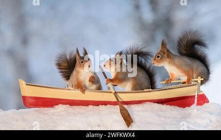 red squirrels are sitting in a boat Stock Photo - Alamy
