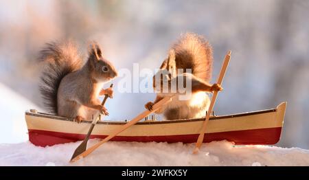 red squirrels are sitting in a boat Stock Photo - Alamy