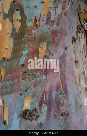 amazing bark texture as background Stock Photo - Alamy