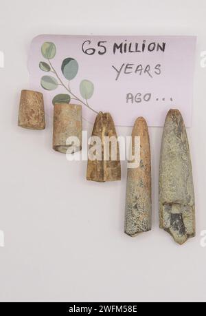 Belemnites isolated on white. Belemnites are fossils of squid like ...