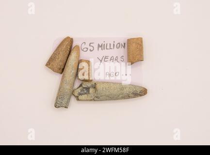 Belemnites isolated on white. Belemnites are fossils of squid like ...