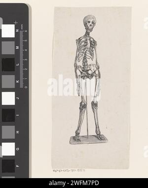 Netherlands, Weissenbruch, Isaac, Human skeleton, Netherlands, print ...