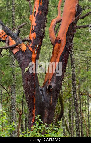 Pacific madrone along Horn Bend Trail, Illinois Wild and Scenic River ...