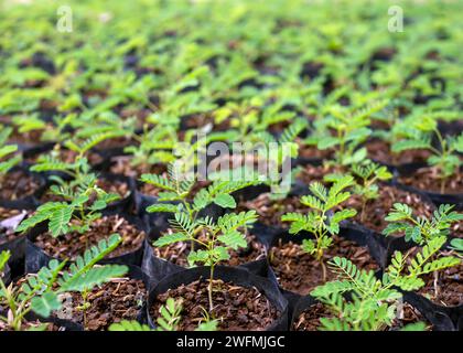 Sengon (Albizia falcataria) seedling grow well in the nursery in ...