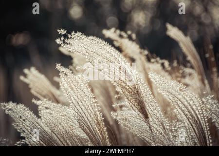 Selective focus shot of golden and silver chess pawns on the checkered ...
