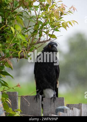 A curious Currawong, Australian bird, perched on a fence staring with ...
