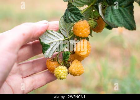 Branch of ripe yellow raspberries. A rare variety of berry. Growing and ...