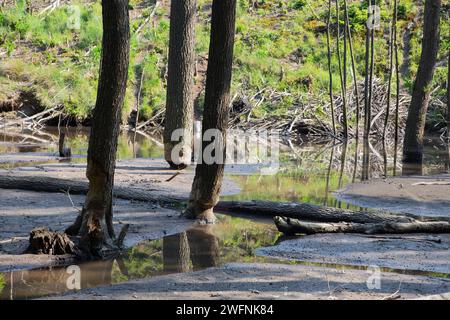 The beaver barrage on the creek in forest of Little Carpathian ...