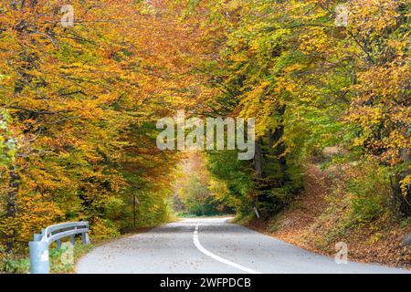 Asphalt road with fallen leaves inl autumn forest. Focus on foreground ...