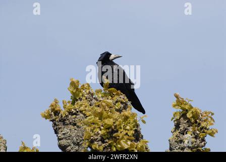 DragorCopenhagen / Denmark. 13 May 2016 Single crow / Photo. Francis ...