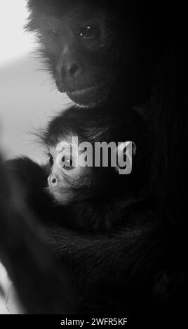 Portrait of a black spider monkey looking at the camera Stock Photo - Alamy