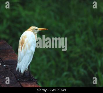bird drenched in downpore in rain Stock Photo - Alamy