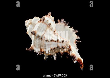 Close-up of Murex Indivia Longspine sea shell on a black background ...