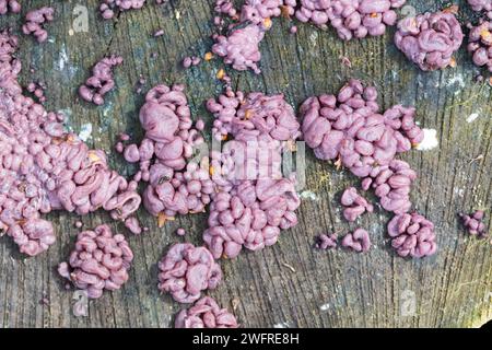 Fleischroter Gallertbecher, auf Totholz, Ascocoryne sarcoides ...