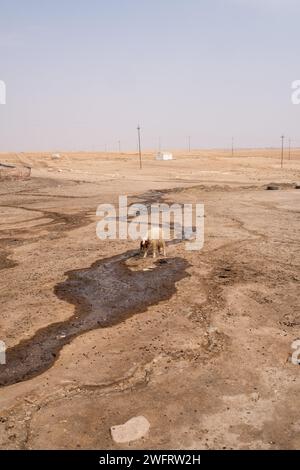 Iraq, Nineveh governorate, countryside around Mosul on 2022-10-17 ...
