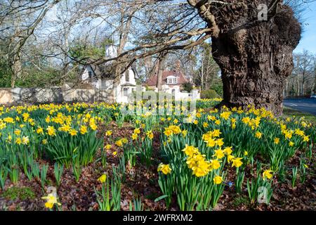 Windsor, UK. 1st February, 2024. Daffodils next to a beautiful oak tree ...