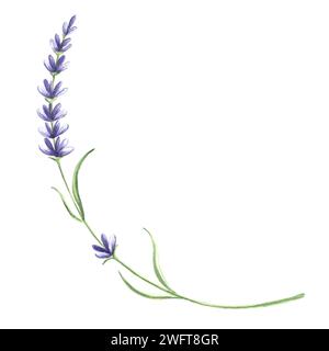 Lavender Flowers Sprig Purple Watercolor Illustration Isolated Hand lavender-flowers-sprig-purple-watercolor-illustration-isolated-hand