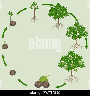 Cycle of growth of othalanga Cerbera odollam tree on a white background ...
