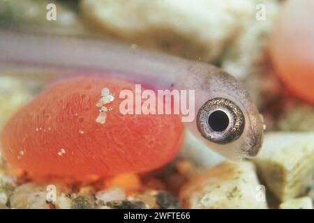 Salmon fry just hatching Stock Photo - Alamy