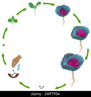 Life cycle of a cabbage plant on a white background Stock Vector Image ...