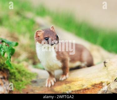 Stoat (Mustela erminea) adult, standing among leaf litter, England, UK ...