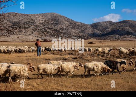 Shepherd tending his sheep on the Nida Plateau at the foot of Mount Ida ...