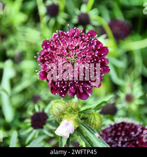 scabious Scabiosa atropurpurea 'Black Knight Stock Photo - Alamy