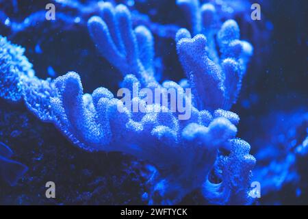 Gorgonian sea rod coral (Eunicea calyculata) Roatan, Honduras ...
