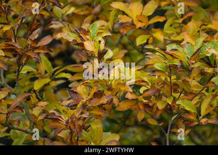 Magnolia (Magnolia spp.) tree with yellow leaves in the autumn, Suffolk ...