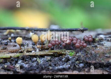 Hemitrichia calyculata, commonly known as push pin slime mold ...