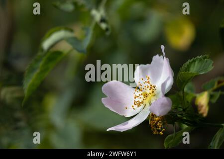 Dog rose (Rosa canina) Lower Saxony, Germany Stock Photo - Alamy